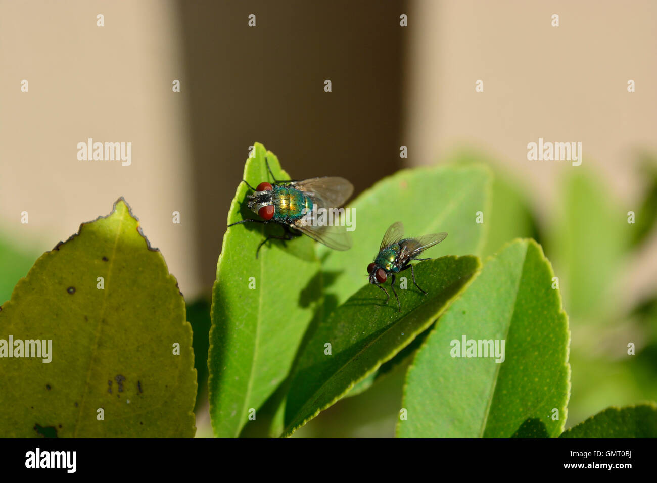 Close up of Bottle green blow fly male and female on green lemon tree ...