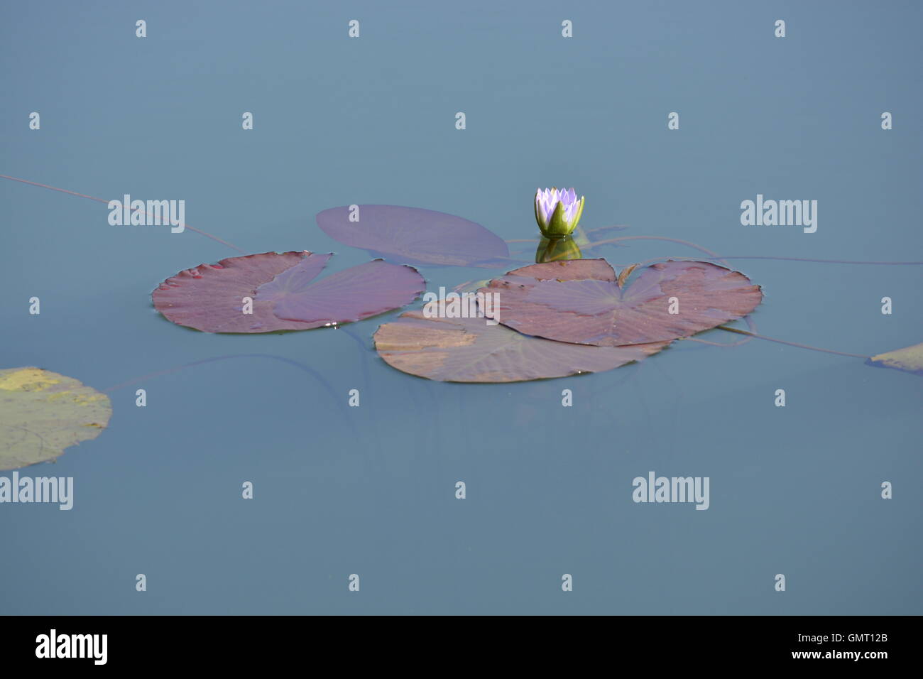 Tranquil aquatic scene hi-res stock photography and images - Alamy