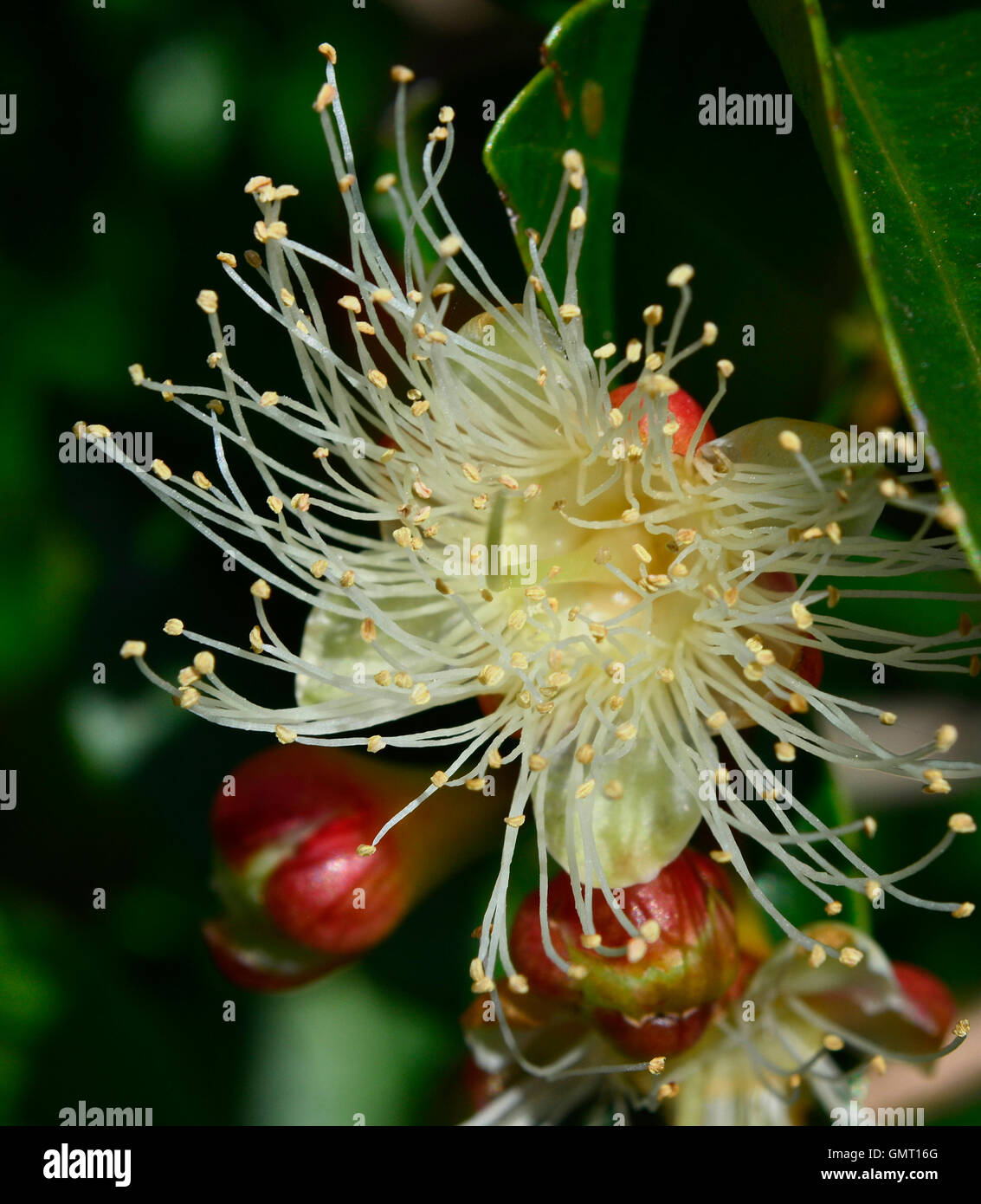 Brush cherry flower syzygium australe scrub cherry creek lilly pilly hi ...
