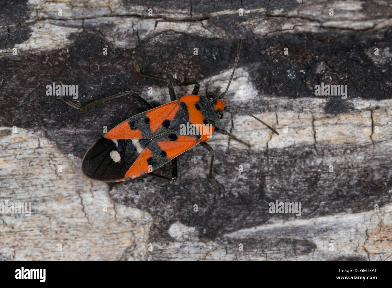 Red black bug hi-res stock photography and images - Alamy