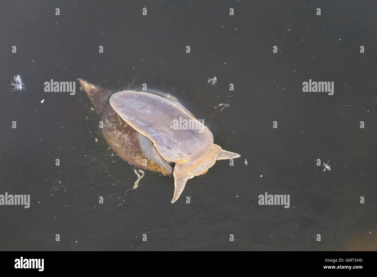 Spitz schlammschnecke hi-res stock photography and images - Alamy