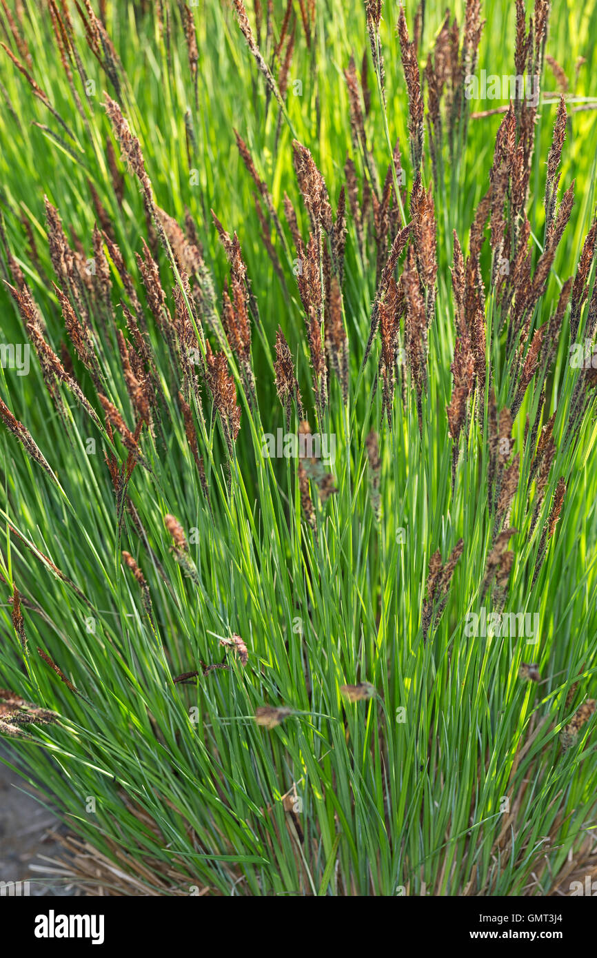 Steife Segge, Steif-Segge, Carex elata, Tussock Sedge, Tufted Sedge ...