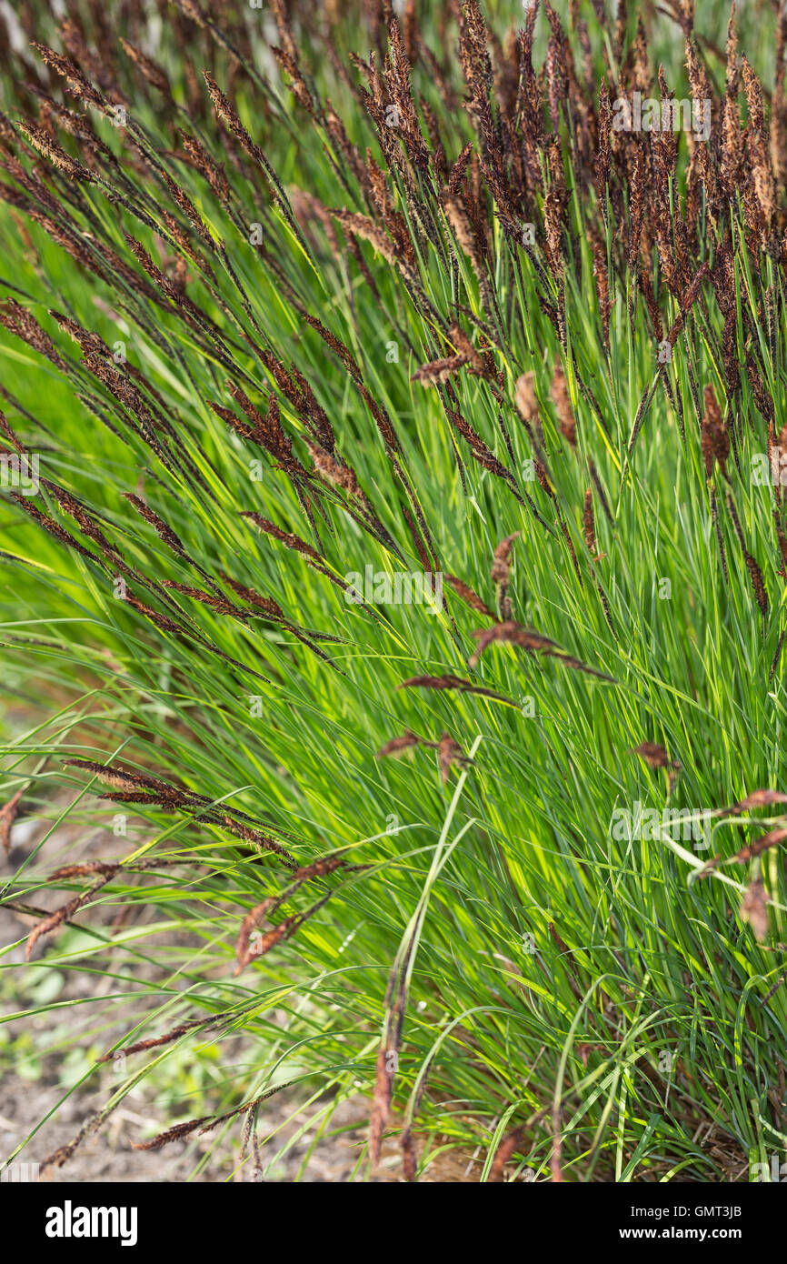 Steife Segge, Steif-Segge, Carex elata, Tussock Sedge, Tufted Sedge ...