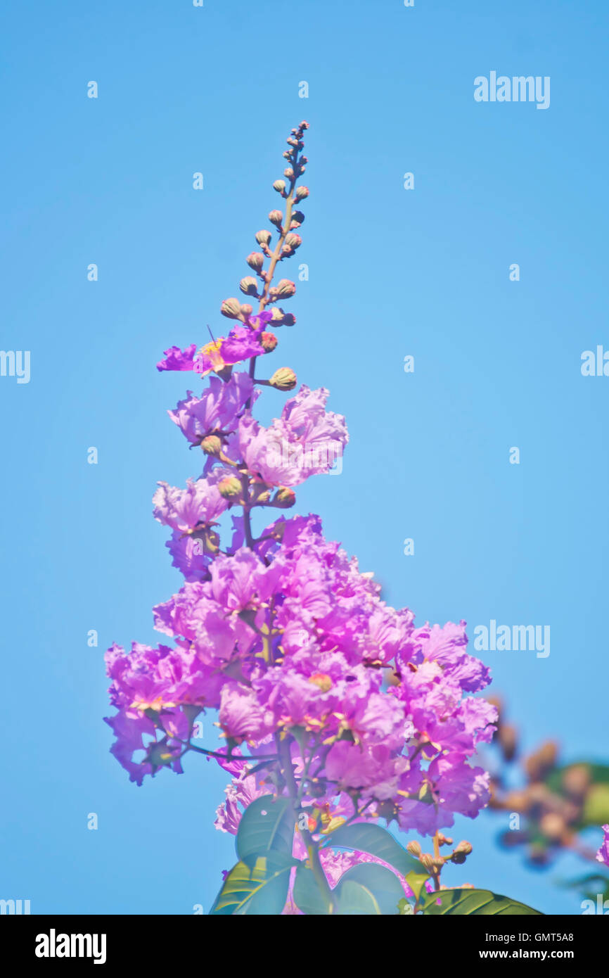 Crape myrtle flowers Stock Photo - Alamy