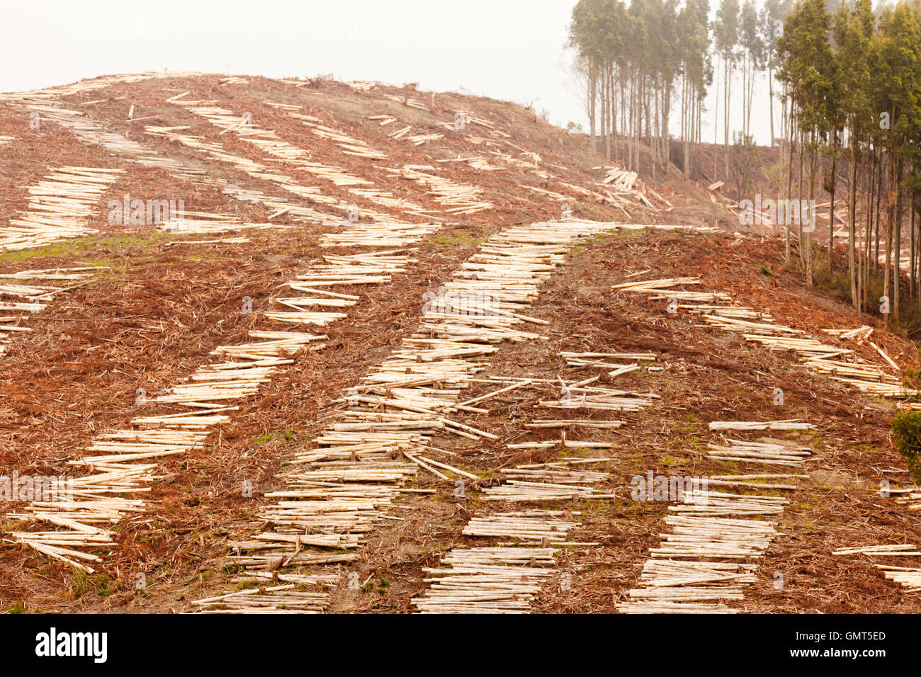 Clearcut forest hi-res stock photography and images - Alamy