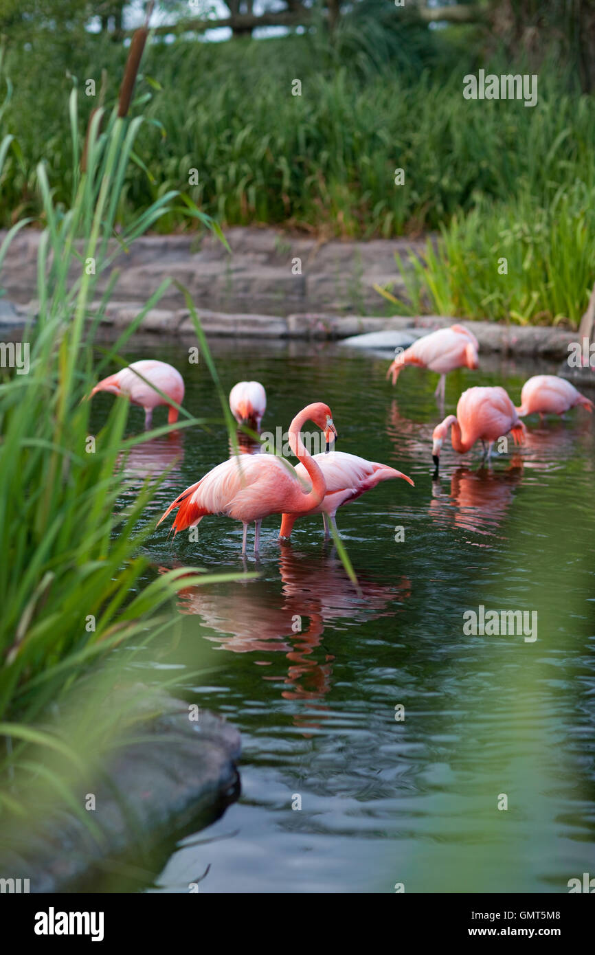 Pretty pink birds hi-res stock photography and images - Alamy