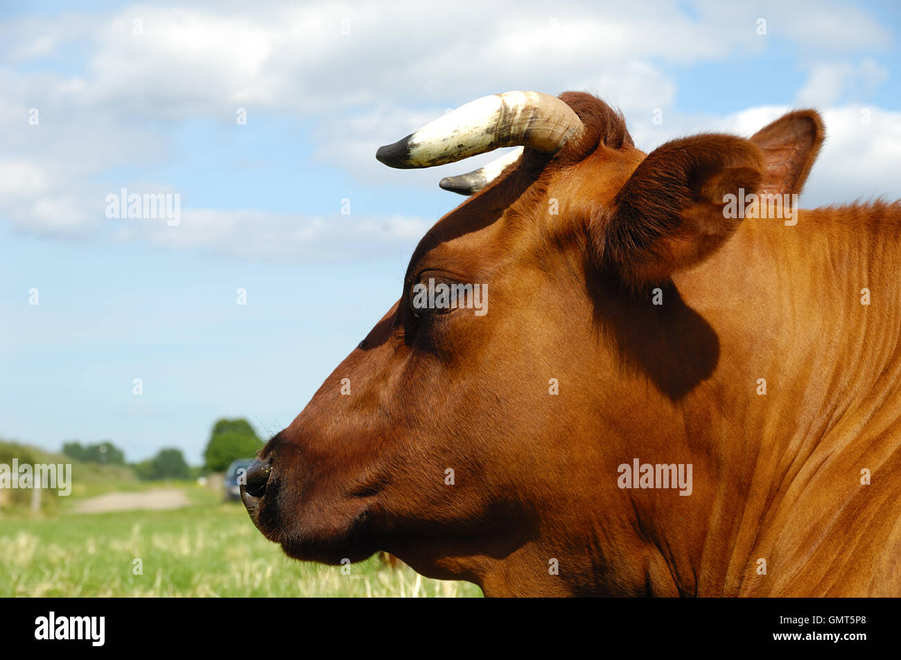 Beast face hi-res stock photography and images - Alamy