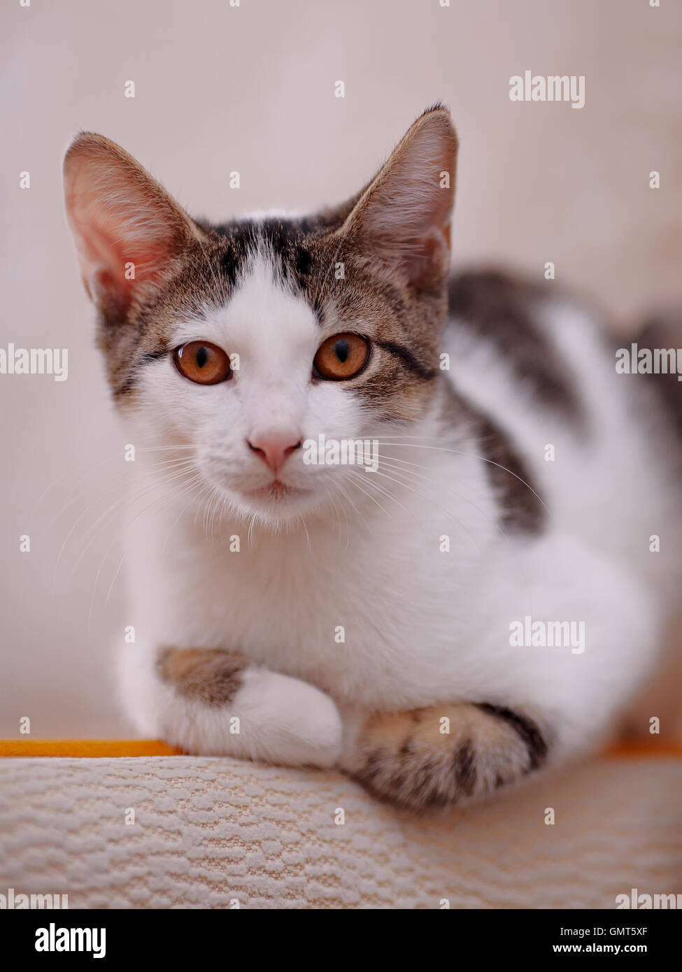 Portrait of a cat Stock Photo - Alamy