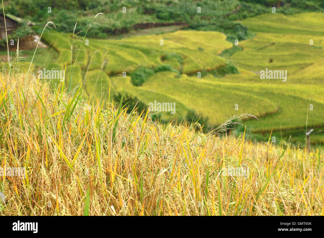Rice terraces in the mountains in Sapa, Vietnam Stock Photo - Alamy