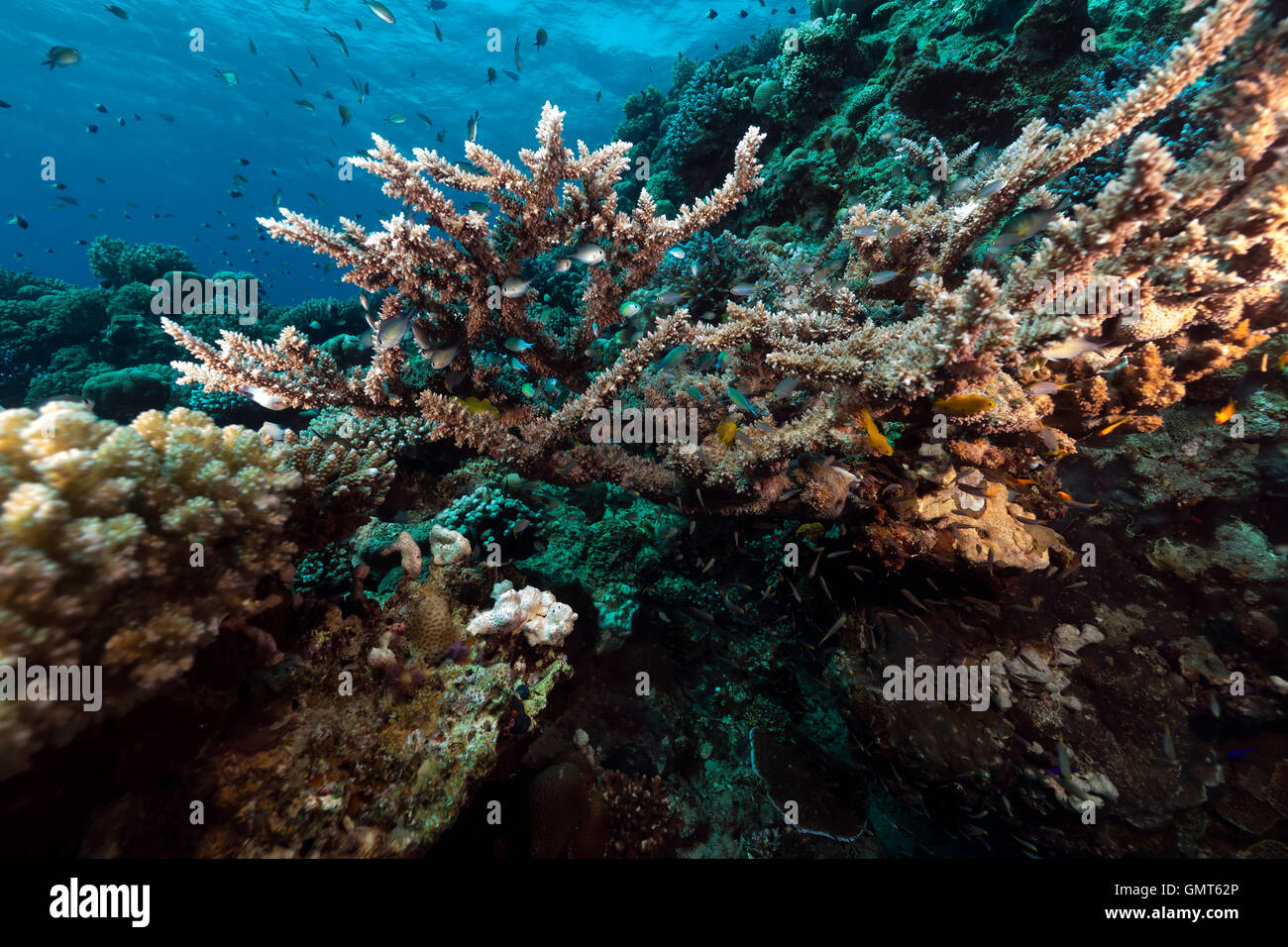 Tropical waters of the Red Sea Stock Photo - Alamy