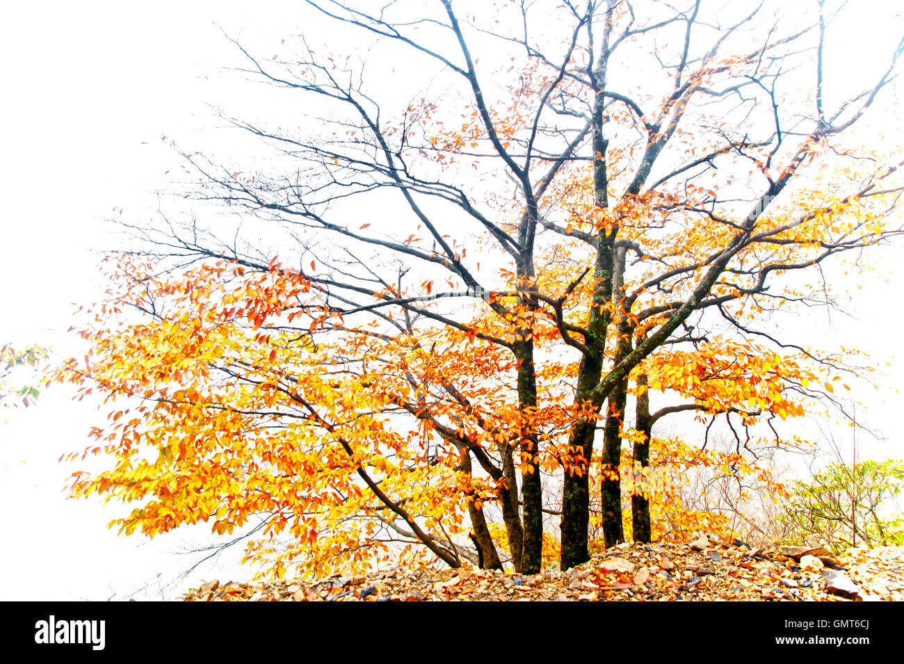The beautiful autumn wood Stock Photo - Alamy