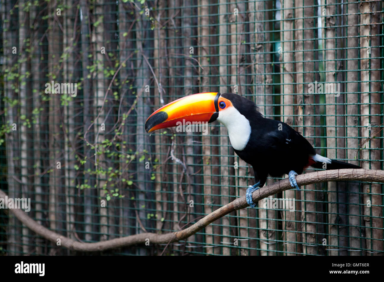 Bird tucan hi-res stock photography and images - Alamy