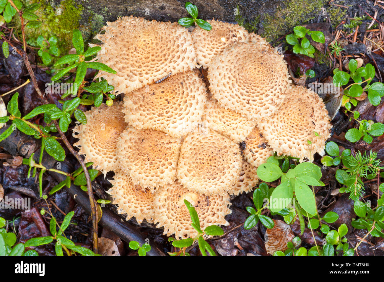 Scaly cluster fungus hi-res stock photography and images - Alamy