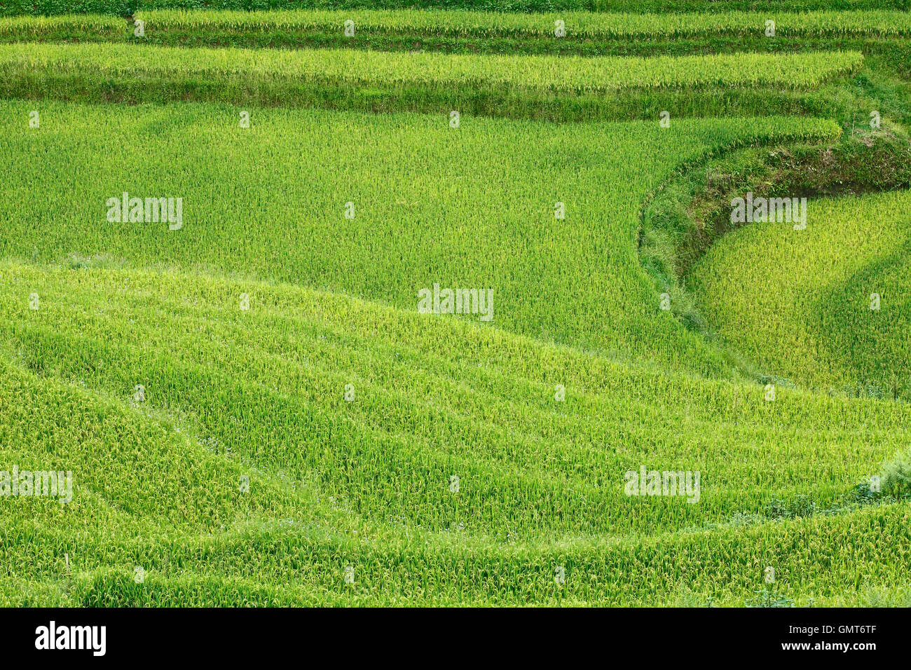Rice fields in Sapa, Vietnam Stock Photo - Alamy