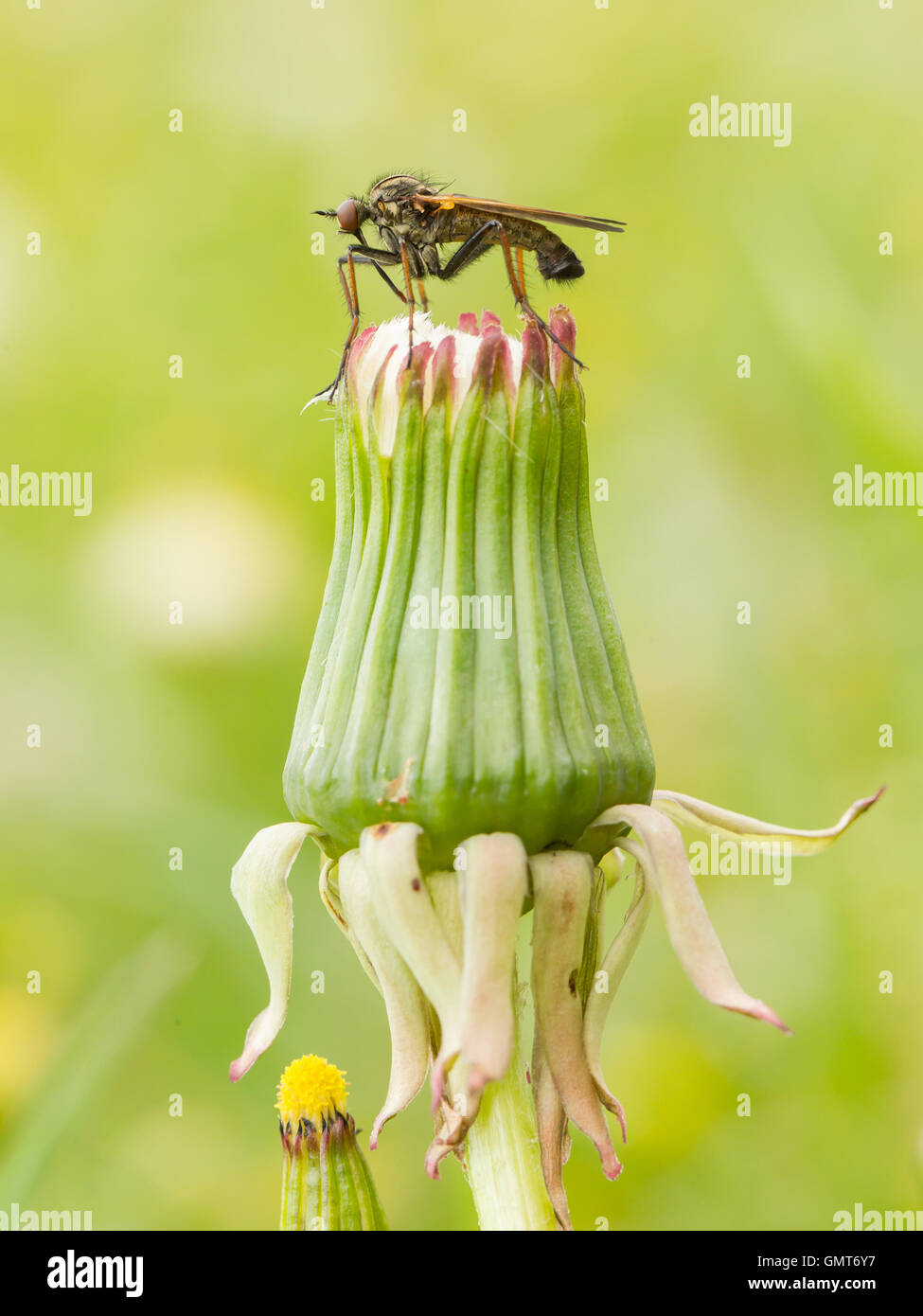 Ugly fly sitting on an hawkbit Stock Photo - Alamy