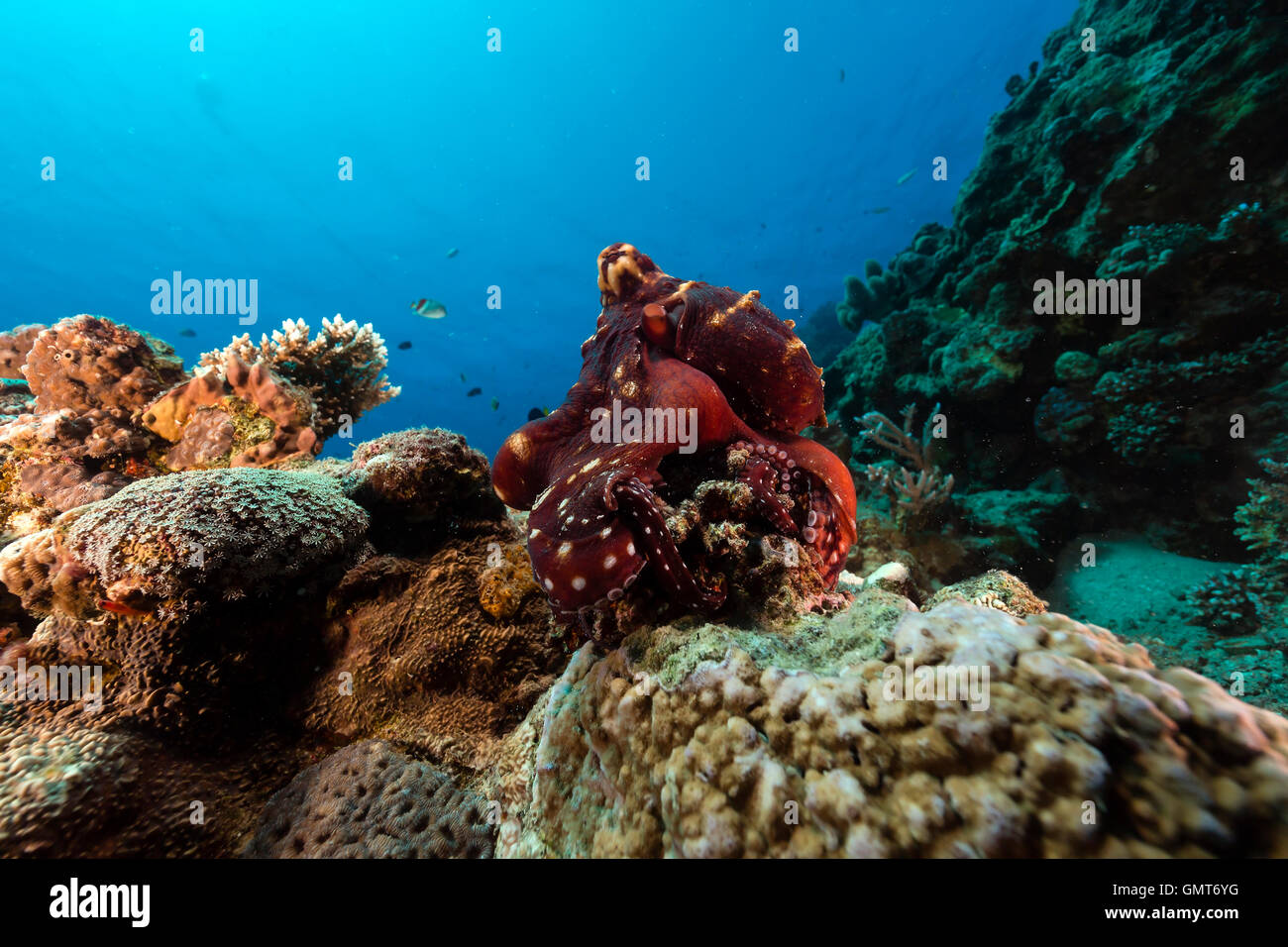 Reef octopus (octopus cyaneus) in the Red Sea Stock Photo - Alamy