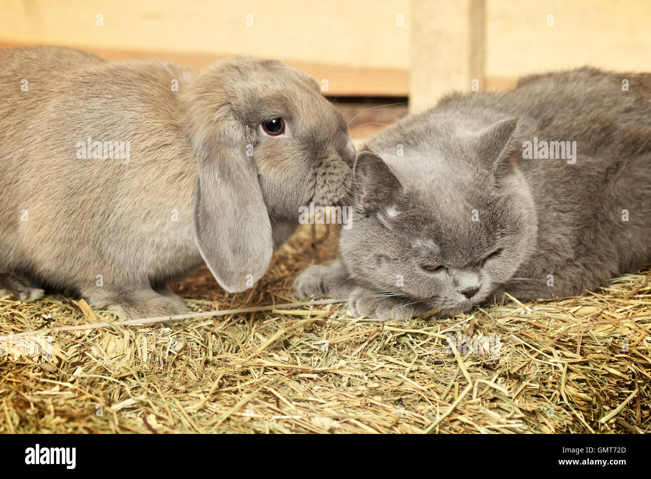 Cat and bunny hi-res stock photography and images - Alamy