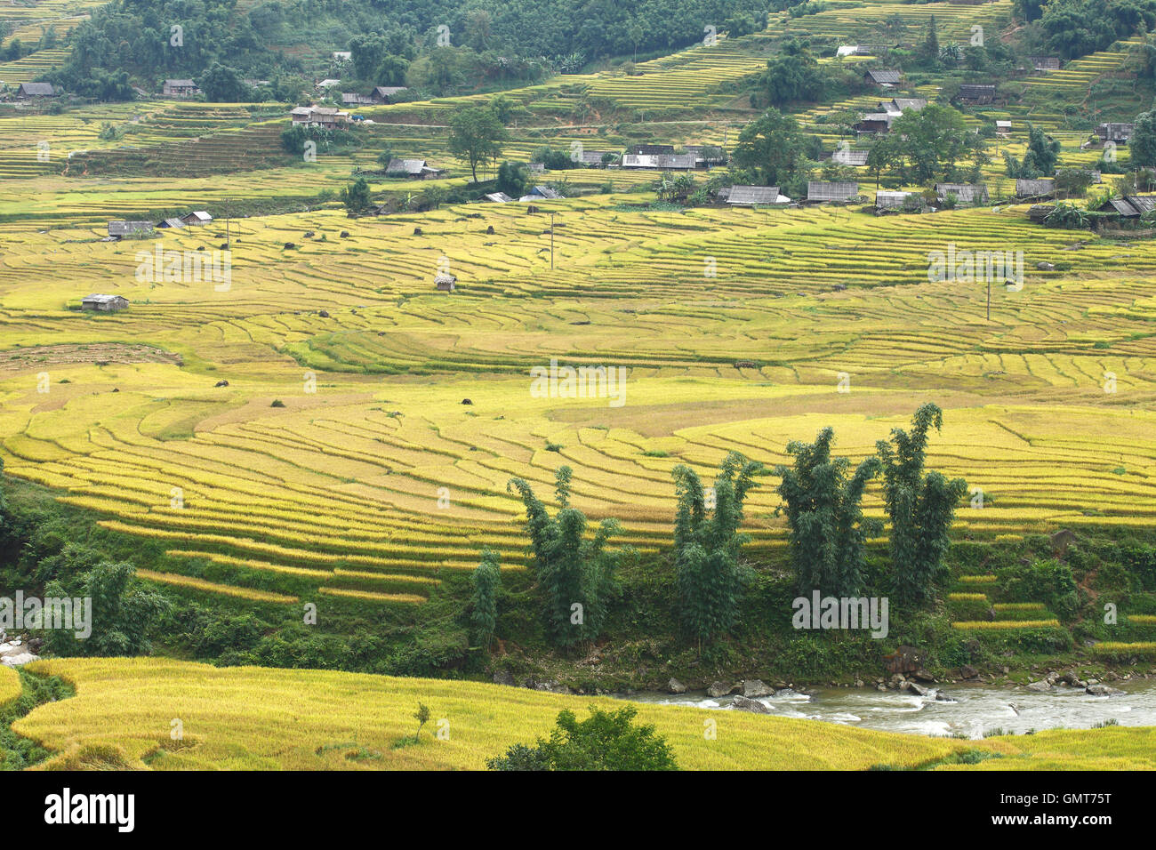 Rice terraces in the mountains in Sapa, Vietnam Stock Photo - Alamy