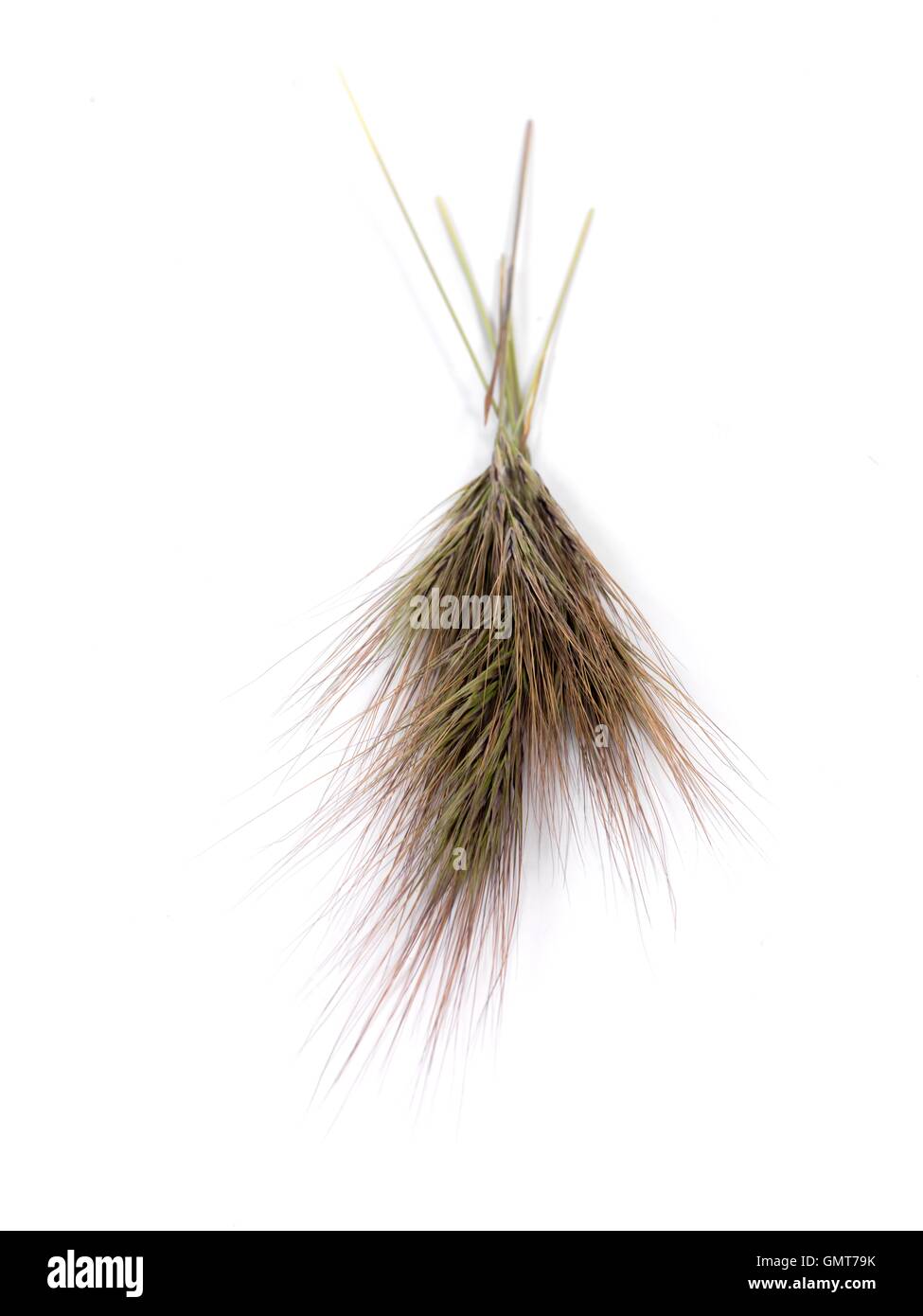 Cut dry grass Cut Out Stock Images & Pictures - Alamy