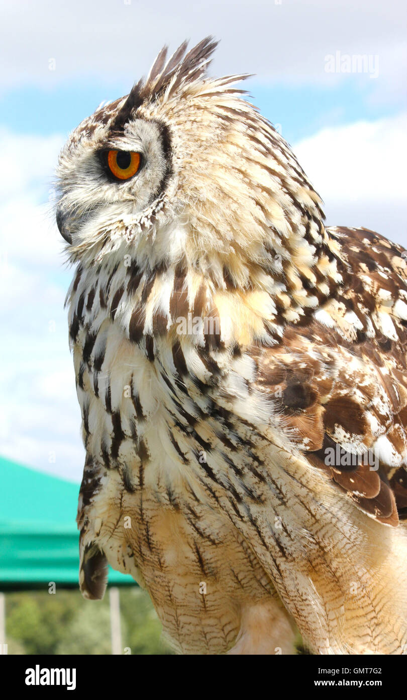 Captive Bengal Eagle Owl . Bird of prey . Photographed outdoors in the summer sunshine at a ...