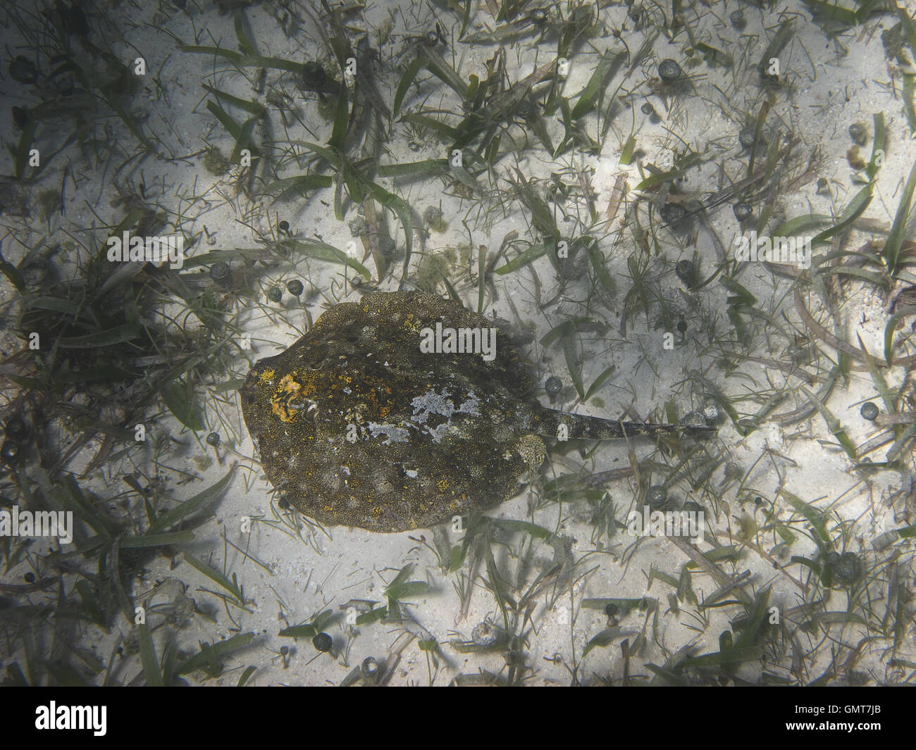 Conservation stingray hi-res stock photography and images - Alamy