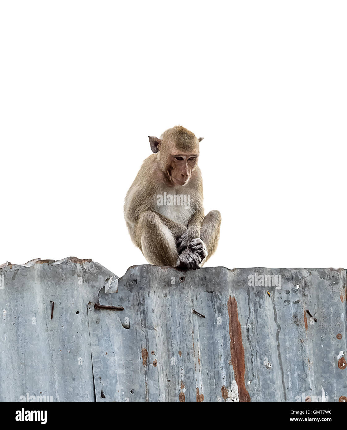 Pretty monkey hi-res stock photography and images - Alamy