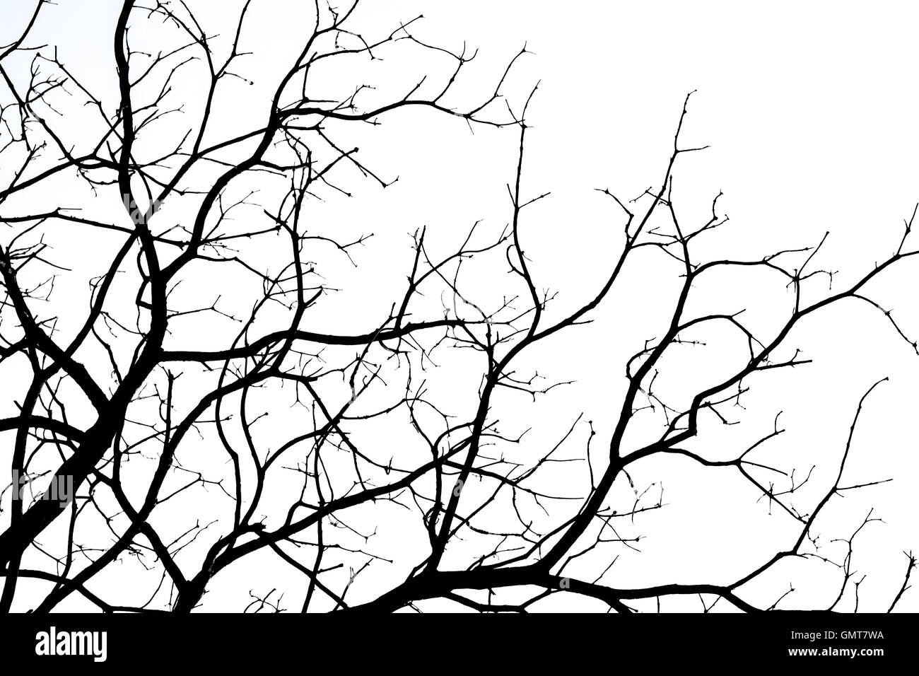 Dead branches hi-res stock photography and images - Alamy