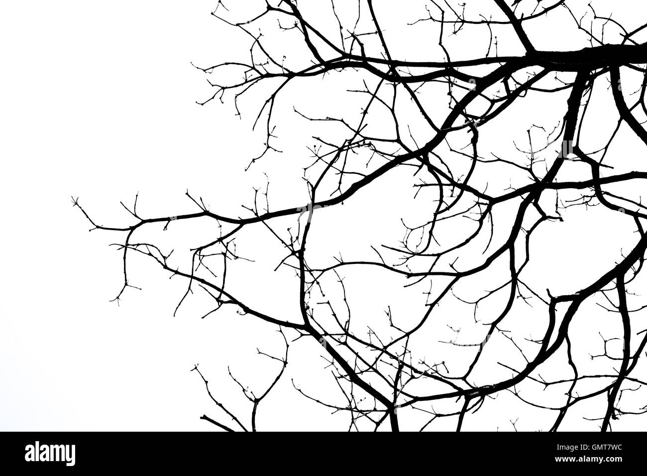 Dead branches isolated on white background Stock Photo - Alamy