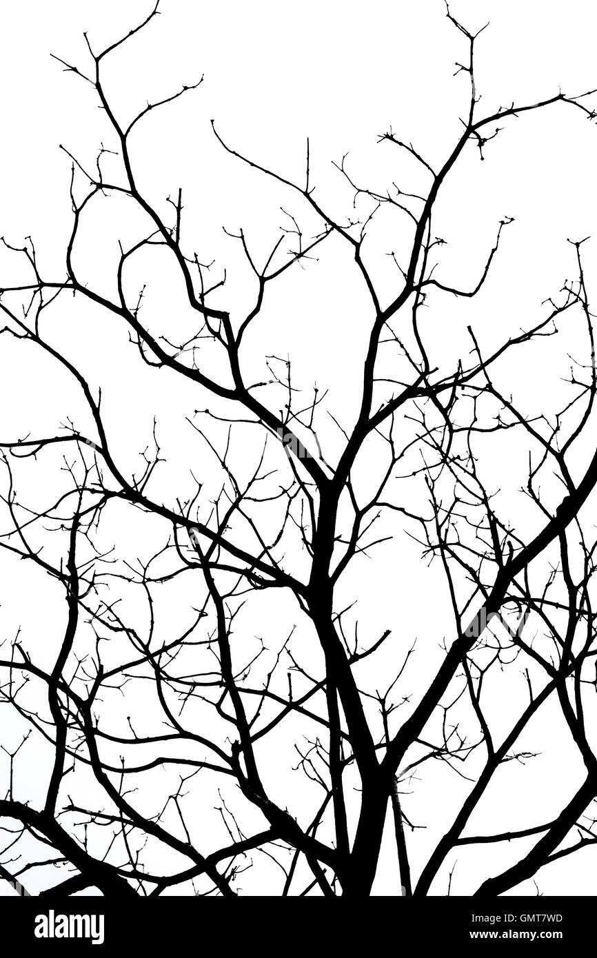 Dead branches isolated on white background Stock Photo - Alamy