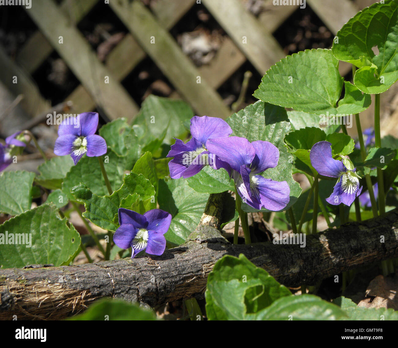 Purple petals signal the presence of blooming violets Stock Photo - Alamy