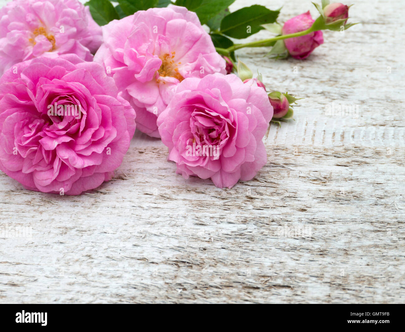 Pink antique roses and buds on the white rustic background Stock Photo ...