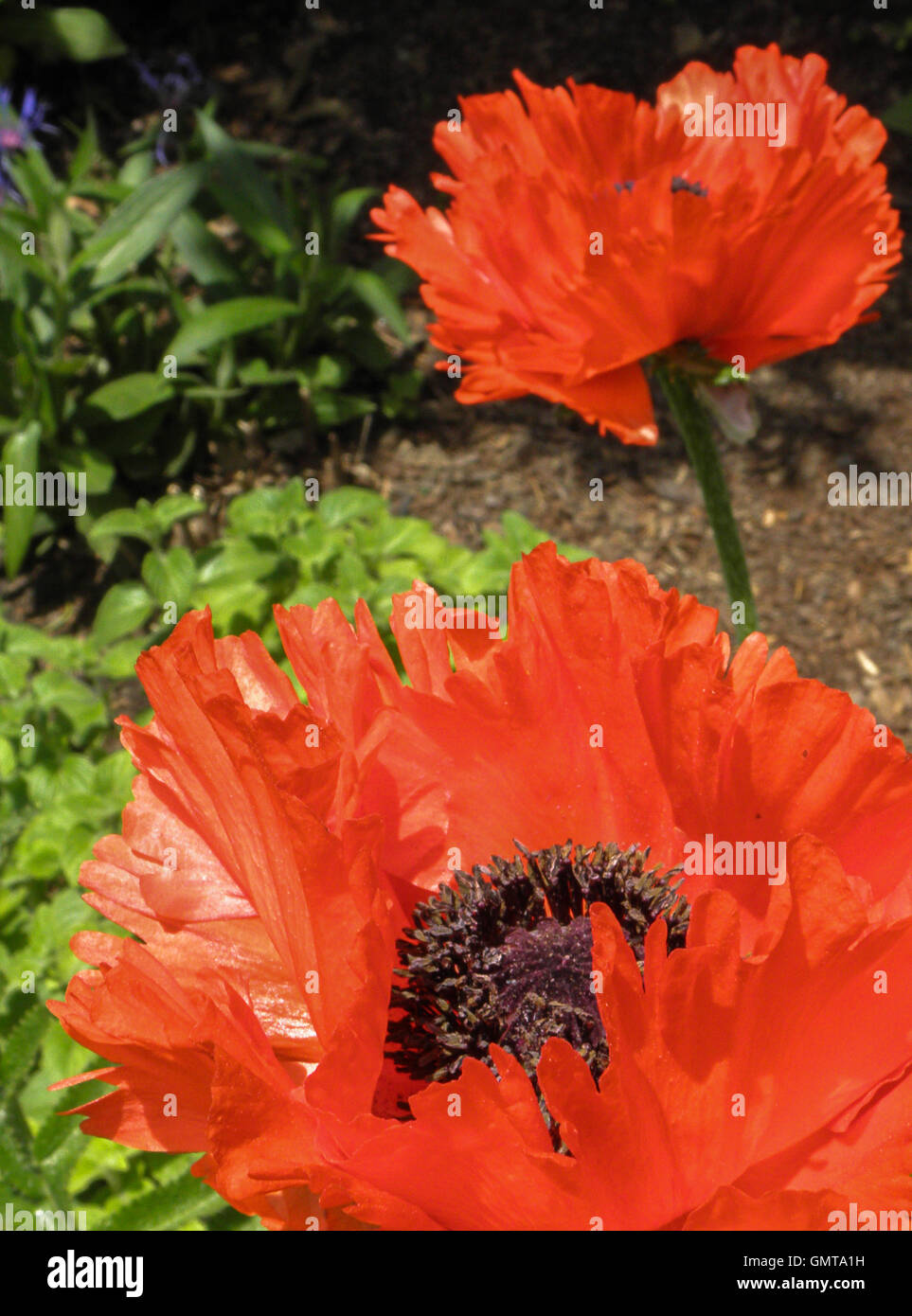 Red poppy open to reveal a purple center Stock Photo - Alamy