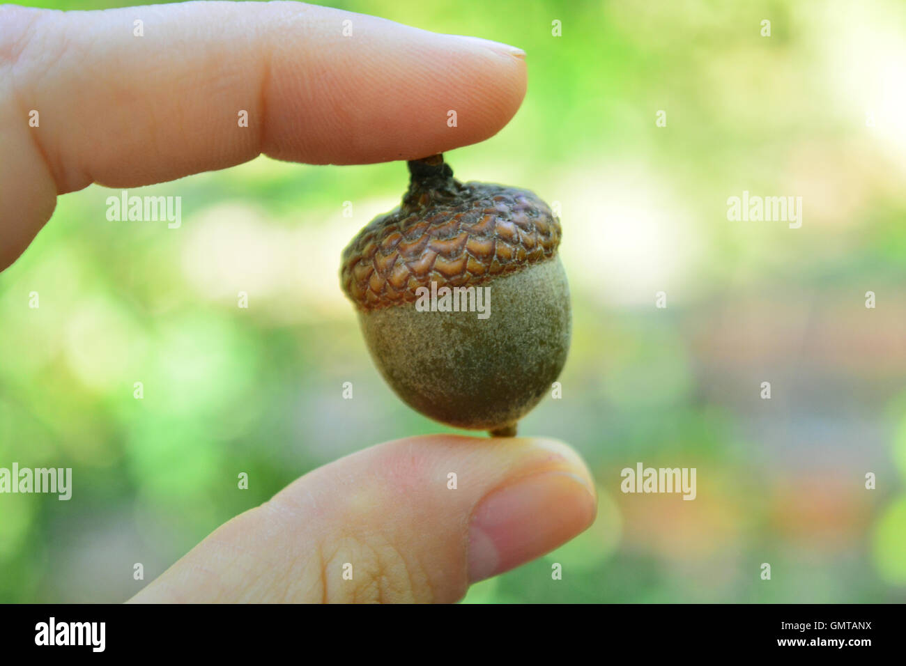 Palm cones hi-res stock photography and images - Alamy
