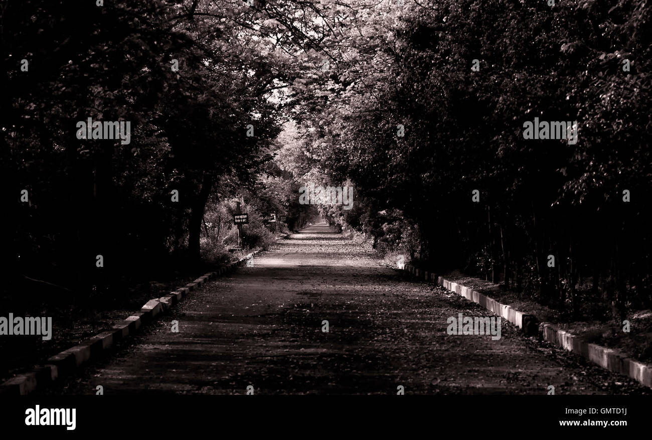 Endless forest hi-res stock photography and images - Alamy