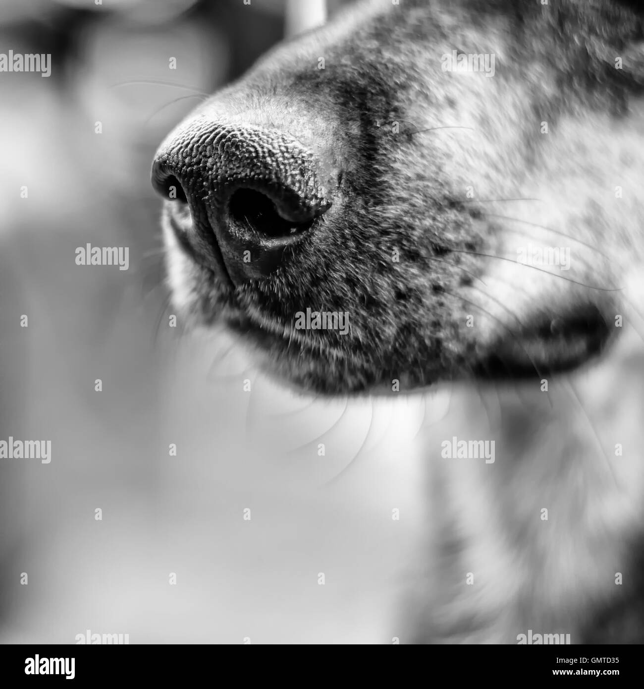 Sniffer Black and White Stock Photos & Images - Alamy