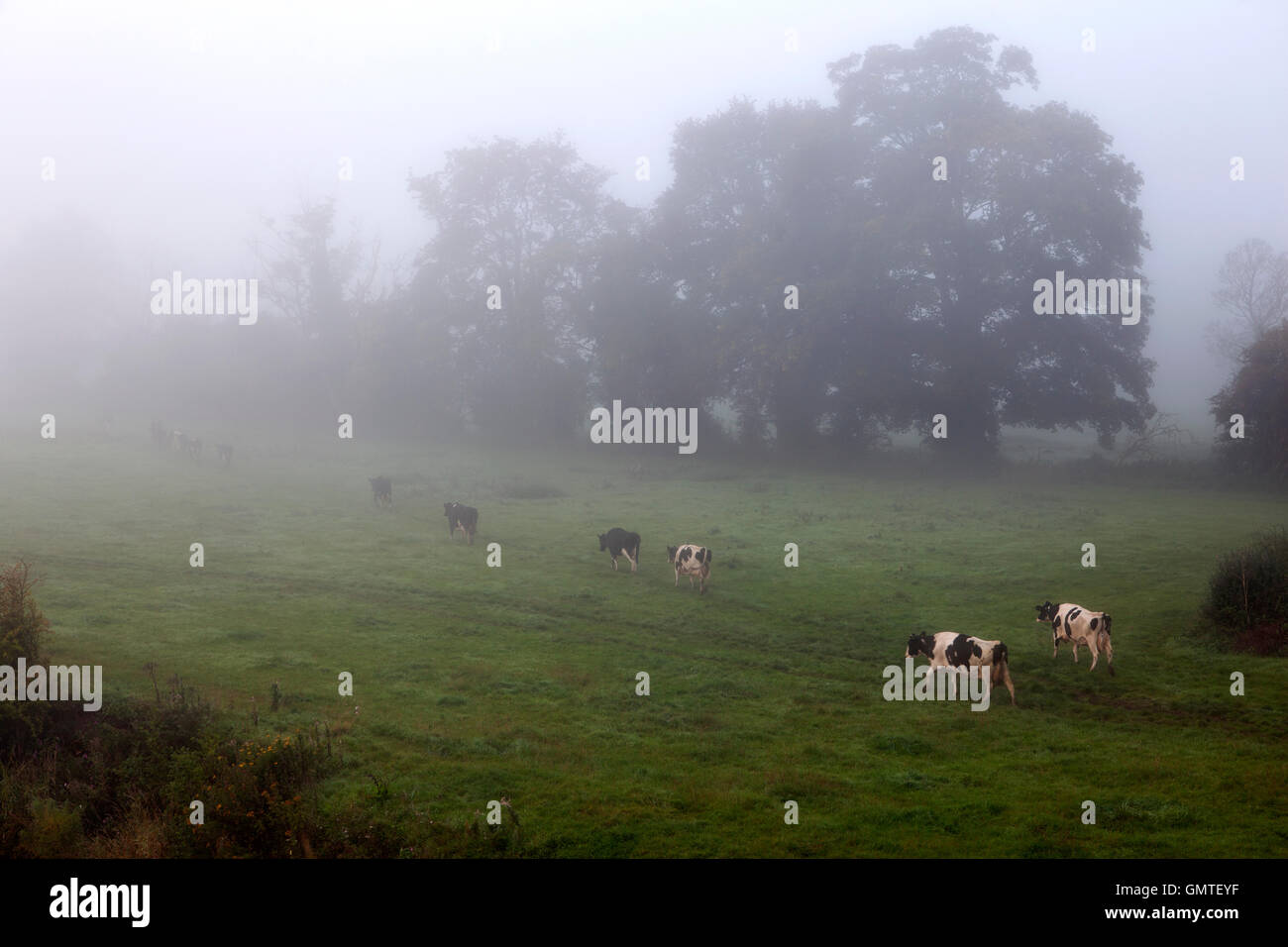 Cows heading for their morning milking, on a misty morning by the River ...