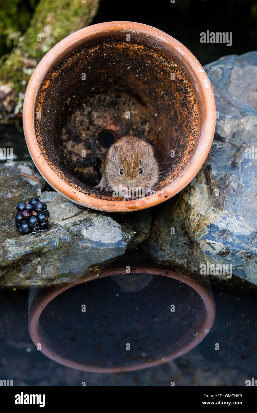 Short tailed field vole in controlled hi-res stock photography and ...
