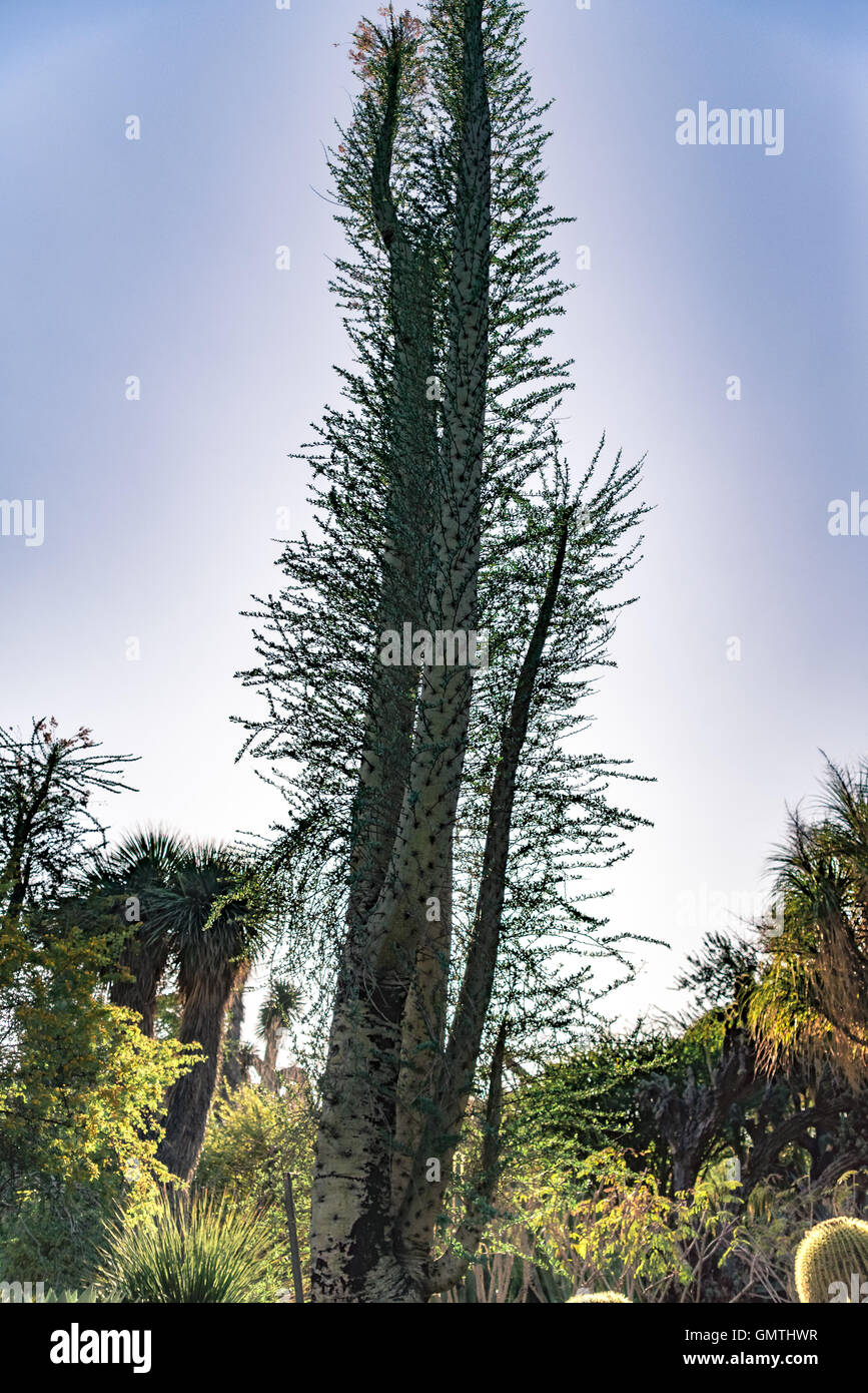 Cactus tree hi-res stock photography and images - Alamy