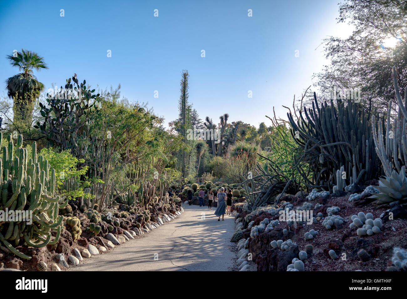 Cacti california dry land hi-res stock photography and images - Alamy