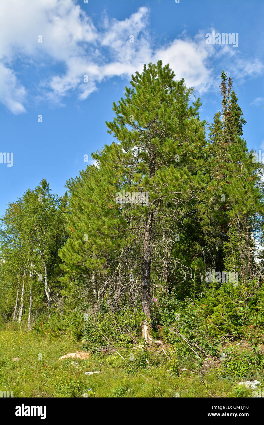 Siberian cedar (Pínus sibírica) in the National Park Yugyd VA. The ...