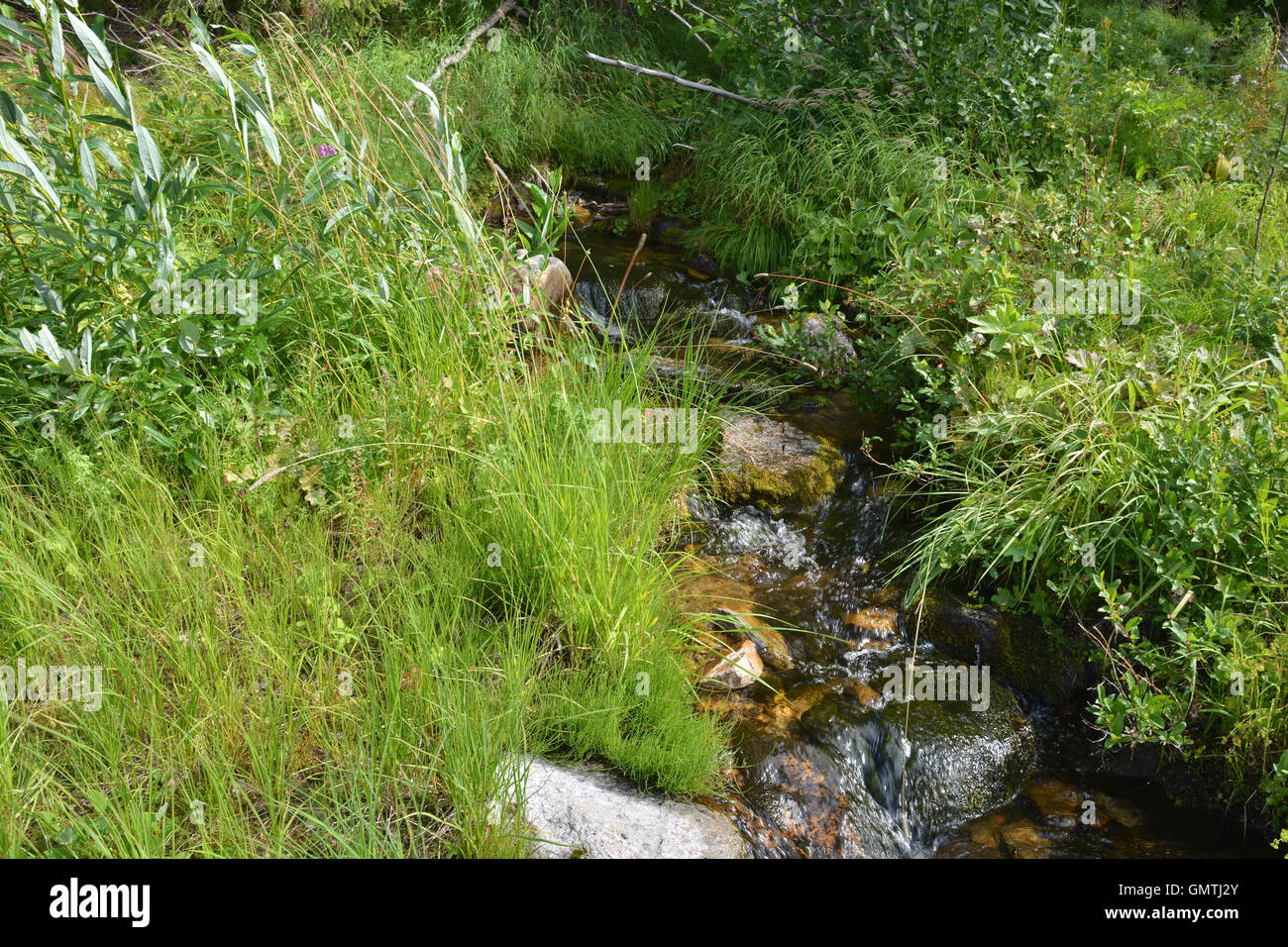 Pure forest stream. National Park Yugid-VA, UNESCO world heritage site ...