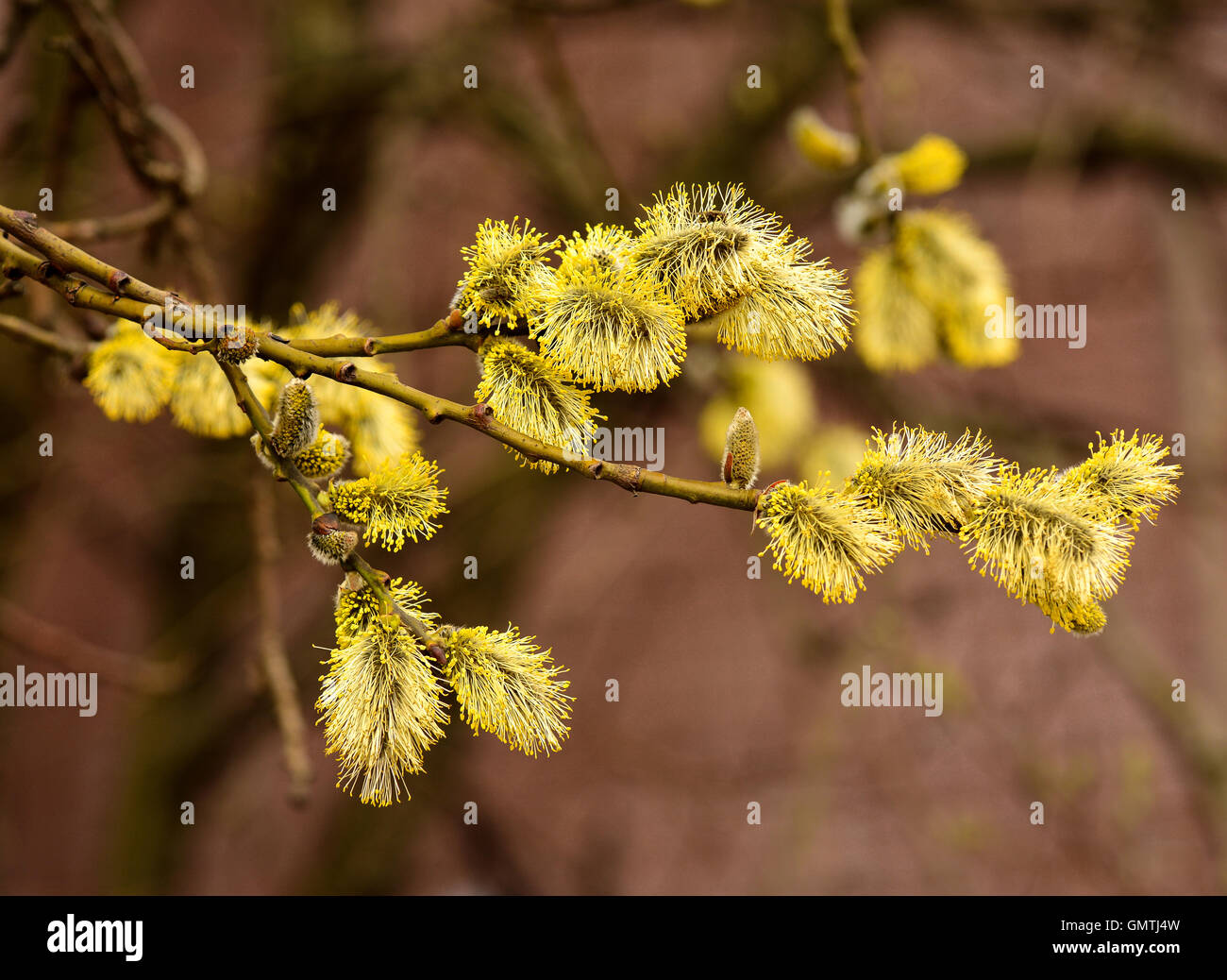 Blooming willow. A sign of spring Stock Photo - Alamy