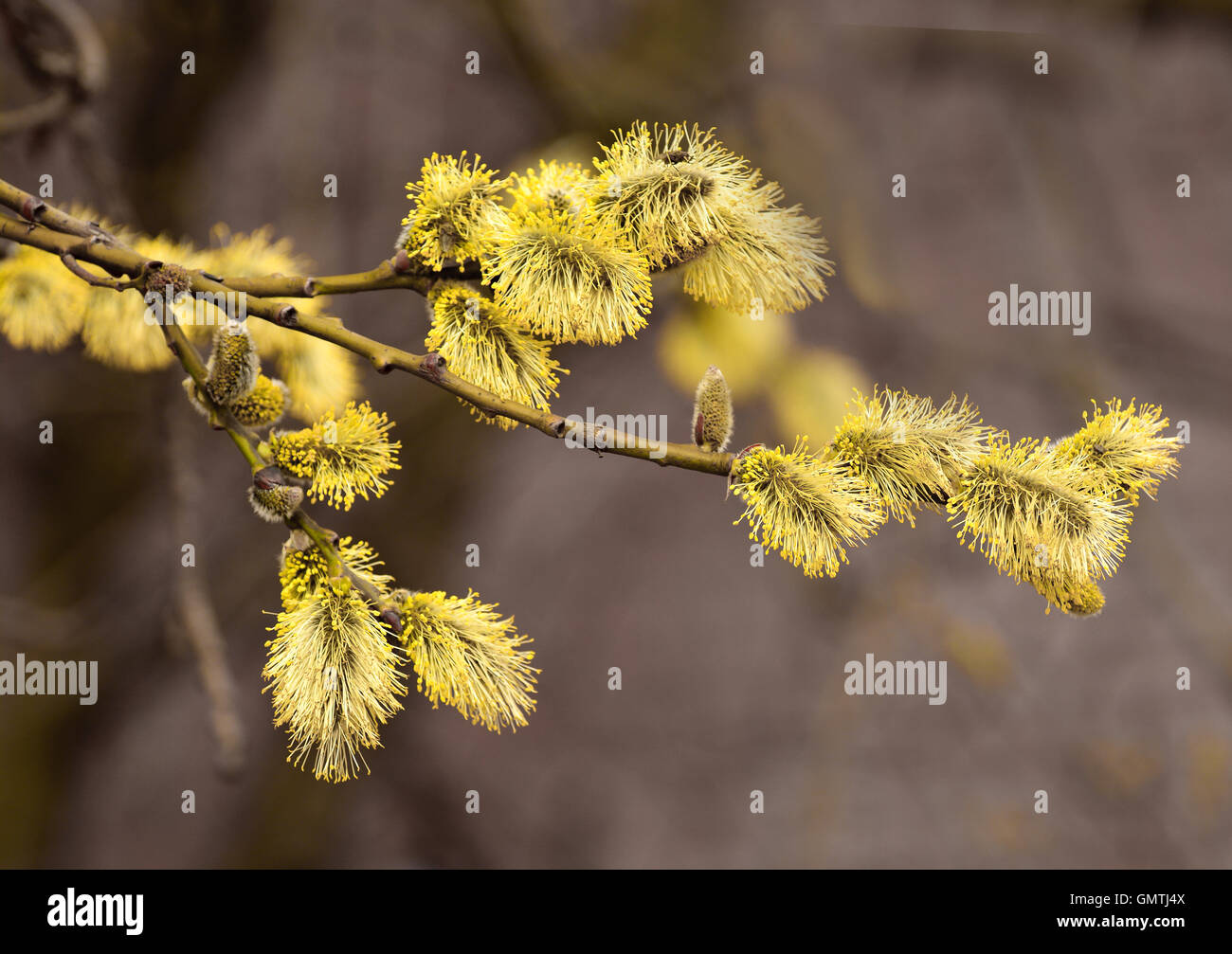 Blooming willow. A sign of spring Stock Photo - Alamy