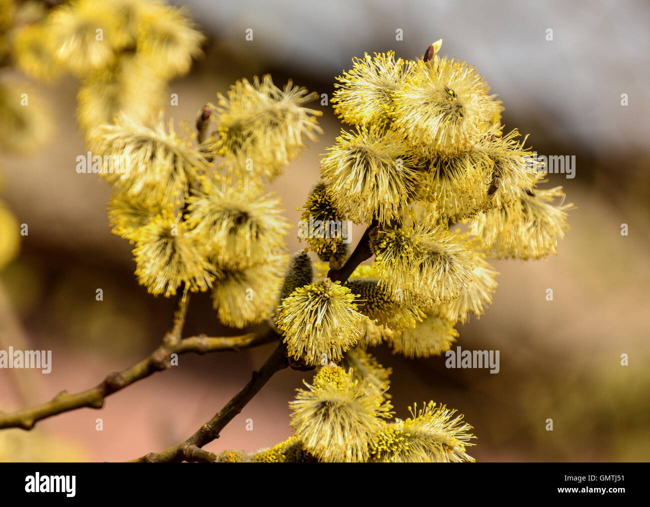 Blooming willow. A sign of spring Stock Photo - Alamy