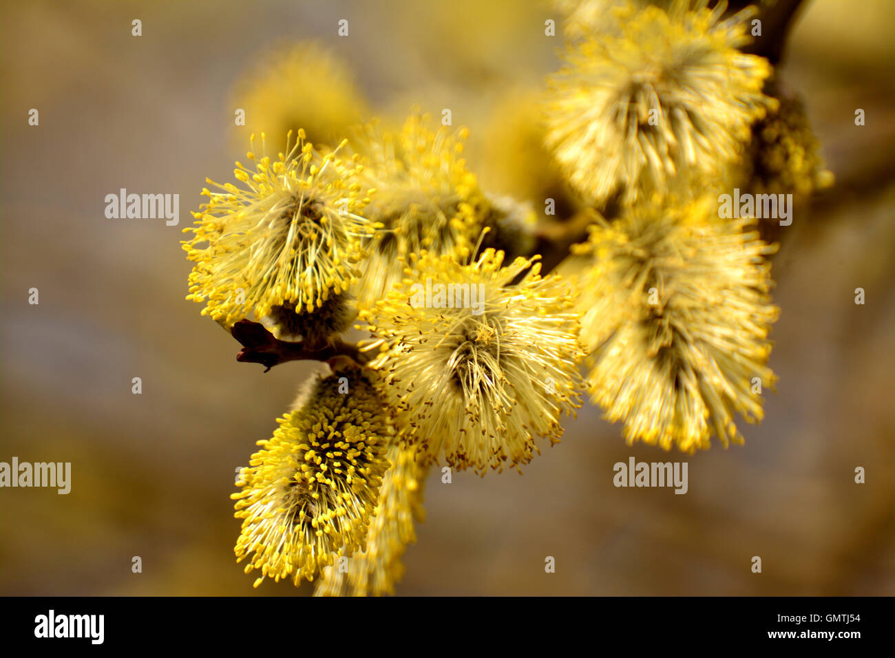 Blooming willow. A sign of spring Stock Photo - Alamy