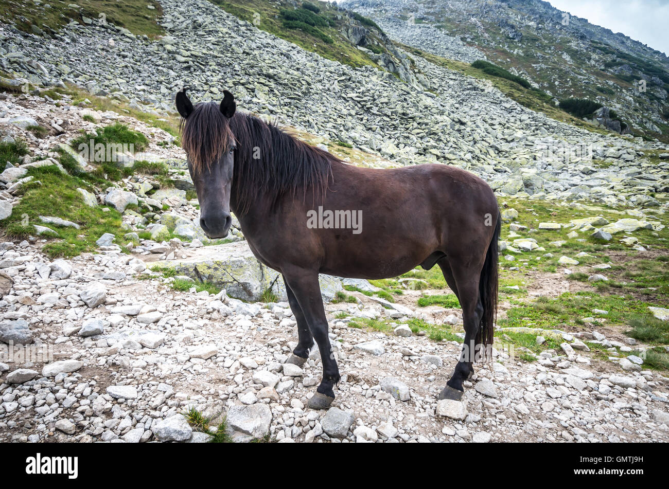 Wild horses in mountains. Horse in Retezat mountain, Romania Stock ...