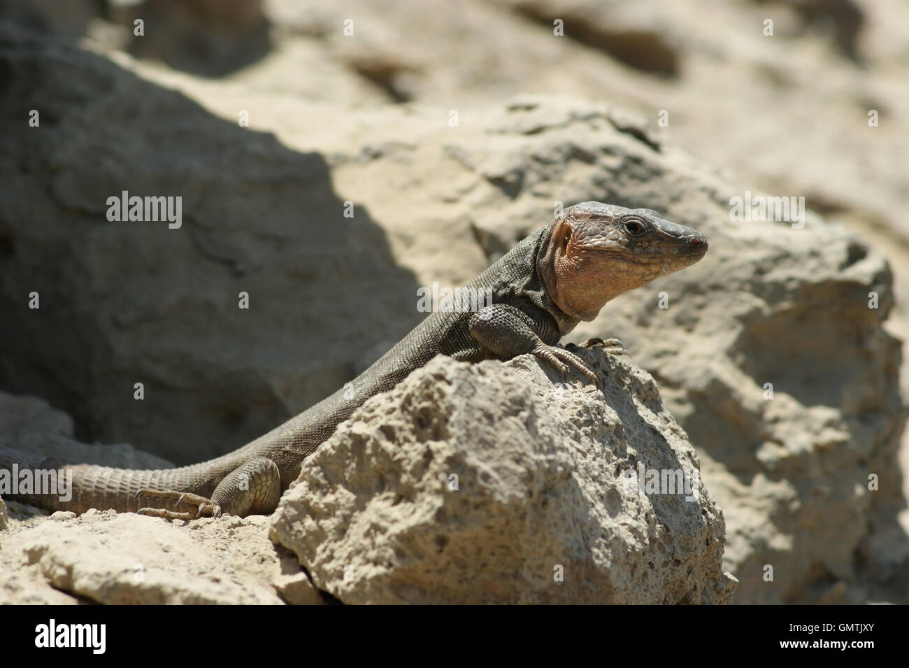 Gran Canaria giant lizard (Gallotia stehlini) on Gran Canaria Stock ...