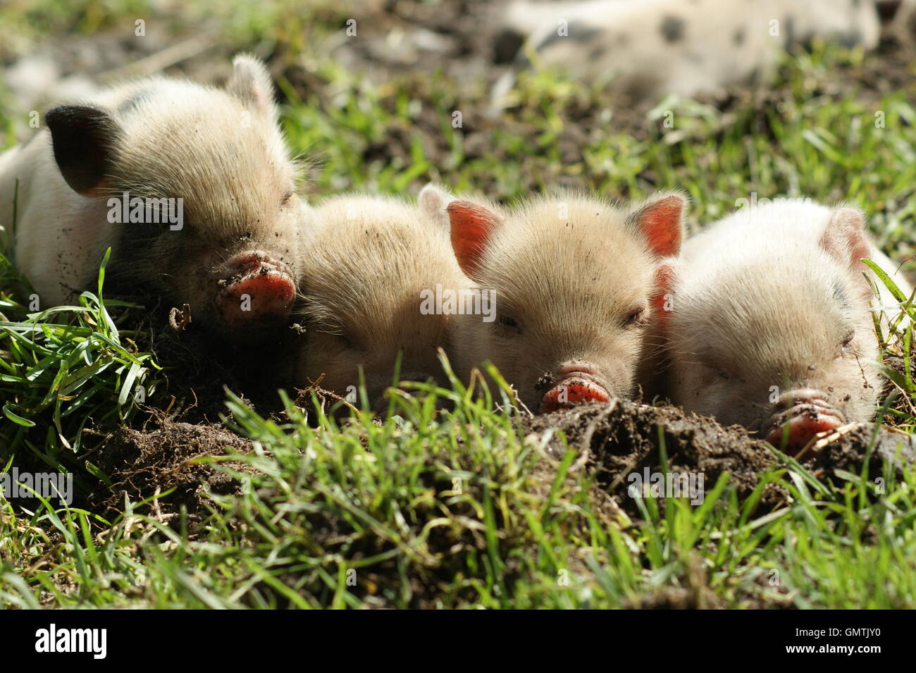 Pig farm denmark hi-res stock photography and images - Alamy