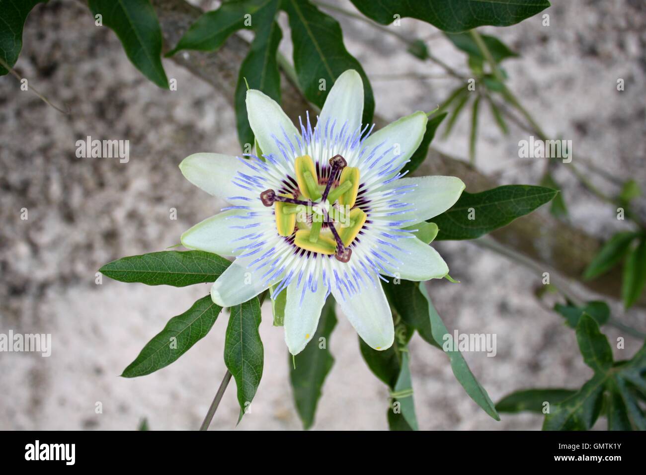 Passiflora pollen hi-res stock photography and images - Alamy