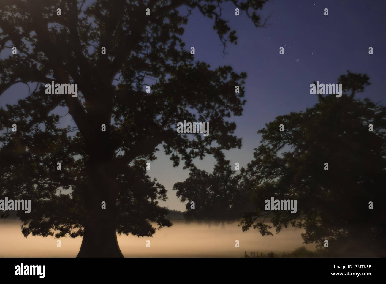 fog around the trees Stock Photo - Alamy